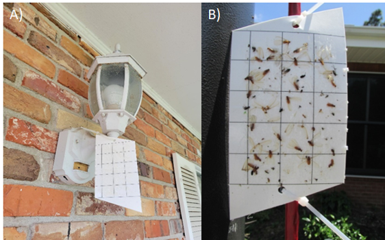 About Termites - NATS