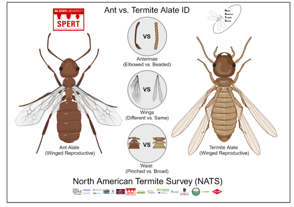 About Termites - NATS