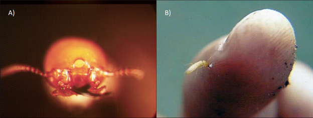 About Termites - NATS